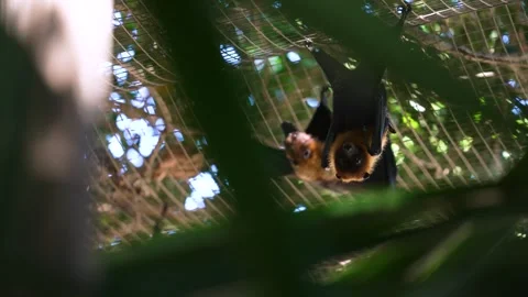 Two Flying Fox Bats Hanging and Walking ... | Stock Video | Pond5