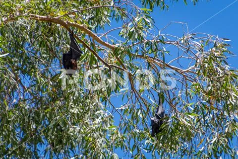 Two flying foxes megabats sleeping in eucalyptus tree at Karijini ...