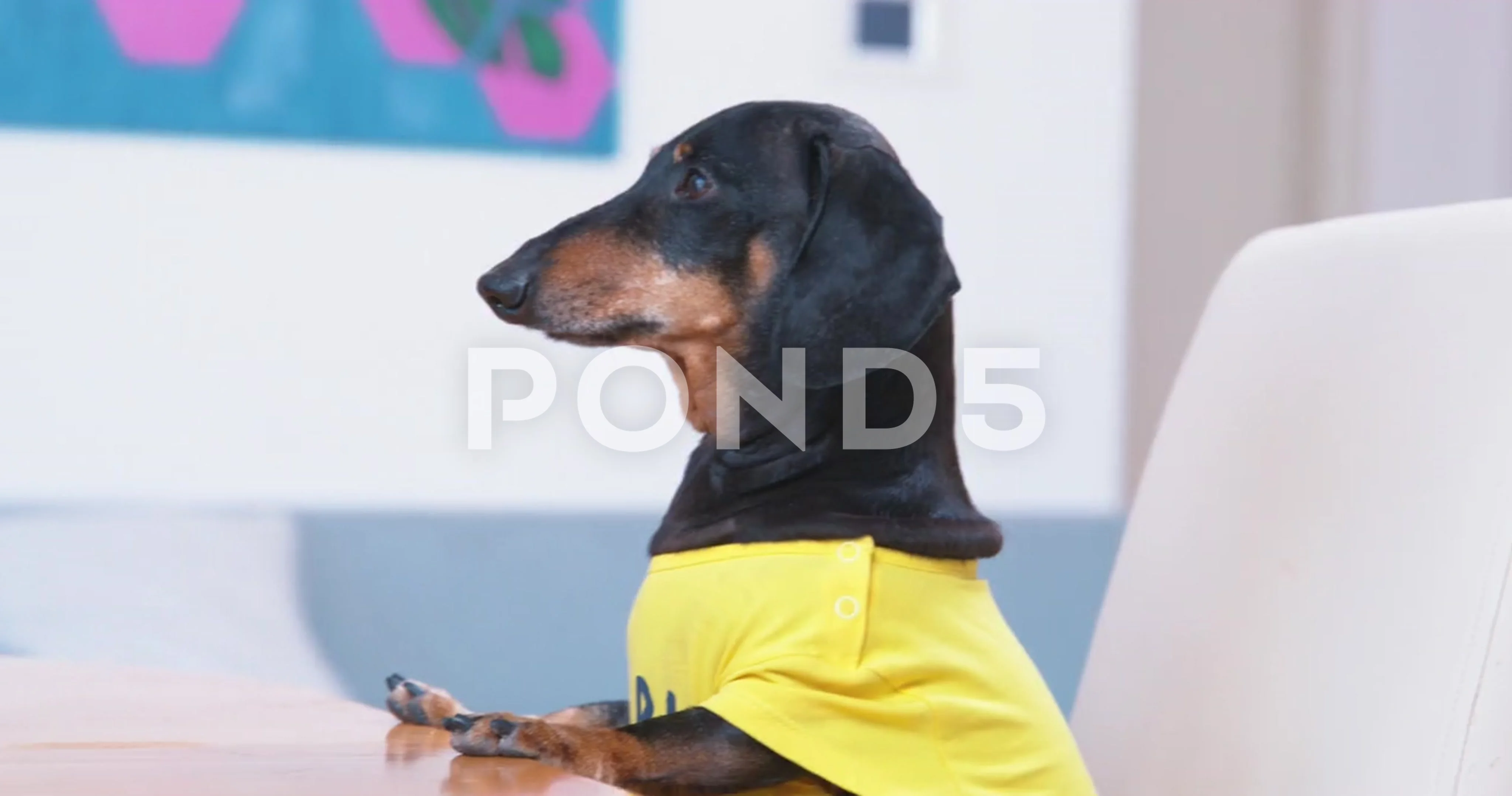 Funny Dachshund Puppies