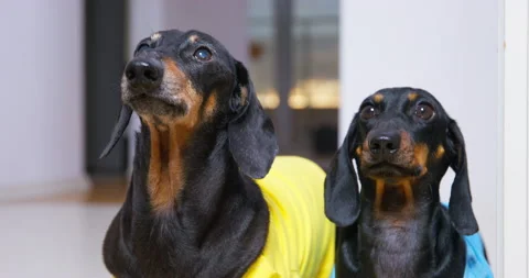 Two Dogs Long Stock Videos – Royalty-Free HD & 4K Videos