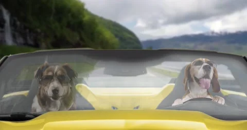 Two funny dogs driving in a fast yellow ... | Stock Video | Pond5