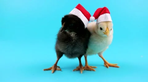 Chinese Crow Stock Videos – Royalty-Free HD & 4K Videos