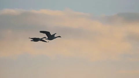Two geese flying with beautiful sunset s... | Stock Video | Pond5