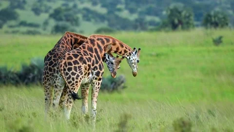 Rubbing Two D Stock Videos – Royalty-Free HD & 4K Videos | Pond5