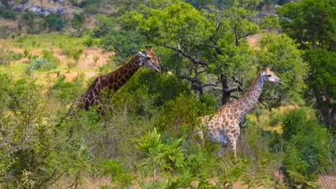 Two giraffes walk through the bush in an... | Stock Video | Pond5