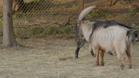 Two Goats in Straw Enclosure Farm. Adora... | Stock Video | Pond5