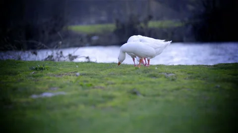 Two Time Wings Stock Videos – Royalty-Free HD & 4K Videos