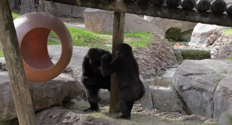 Two gorillas playing at the zoo | Stock Video | Pond5