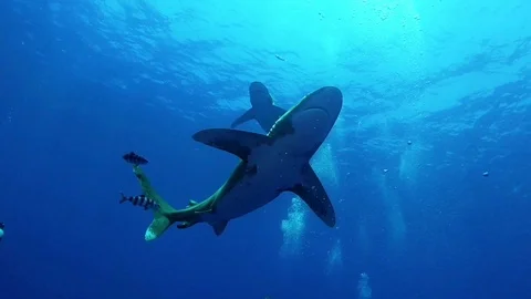 Two Sharks Swimming Stock Videos – Royalty-Free HD & 4K Videos | Page 3