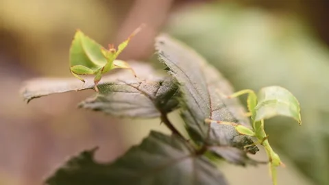 Stick Insects Stock Video Footage | Royalty Free Stick Insects Videos ...