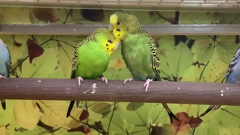 Two green parakeets showing love and aff... | Stock Video | Pond5