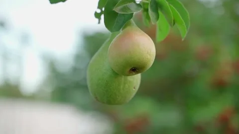 Two green pears hang on a tree and the c... | Stock Video | Pond5