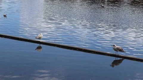 Feathered8Pack Whi Stock Videos – Royalty-Free HD & 4K Videos | Pond5