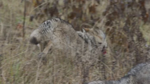 Wolf Stock Video Footage | Royalty Free Wolf Videos | Pond5