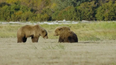 Bears Mating Stock Videos – Royalty-Free HD & 4K Videos