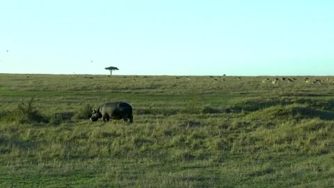 Stalking By Camera Stock Videos – Royalty-Free HD & 4K Videos | Pond5