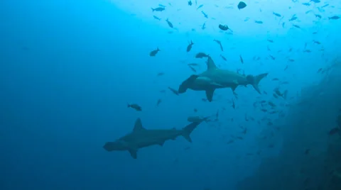 Two Sharks Swimming Stock Videos – Royalty-Free HD & 4K Videos | Page 3
