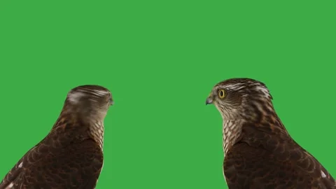 Green Screen Falcon Stock Video Footage | Royalty Free Green Screen ...