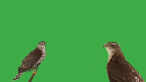 Green Screen Falcon Stock Video Footage | Royalty Free Green Screen ...