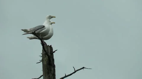 Two Herring gull adults standing on a dr... | Stock Video | Pond5