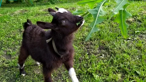 Two-horned Black And White Goat Eating L... | Stock Video | Pond5