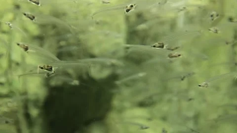 The two-horned Indian glass catfish is a... | Stock Video | Pond5