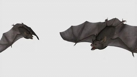 Bats Bat Transition Stock Videos – Royalty-Free HD & 4K Videos