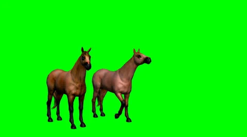 Green Screen Horse Stock Video Footage | Royalty Free Green Screen ...