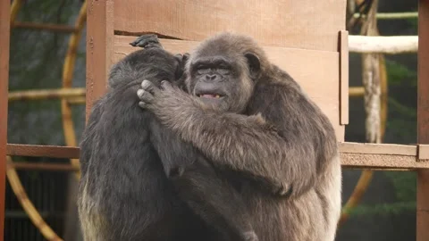 Monkey One Stock Video Footage | Royalty Free Monkey One Videos | Page 2