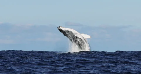 Whale Jump 3D Stock Videos – Royalty-Free HD & 4K Videos | Pond5