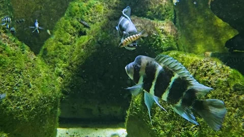 Kissing Fish Stock Video Footage | Royalty Free Kissing Fish Videos | Pond5