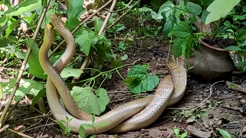 Two Indian snakes are mating in an aband... | Stock Video | Pond5