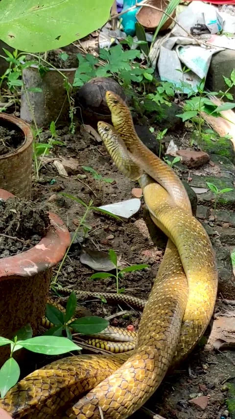 Animals and Humans Mating Stock Videos – Royalty-Free HD & 4K Videos ...