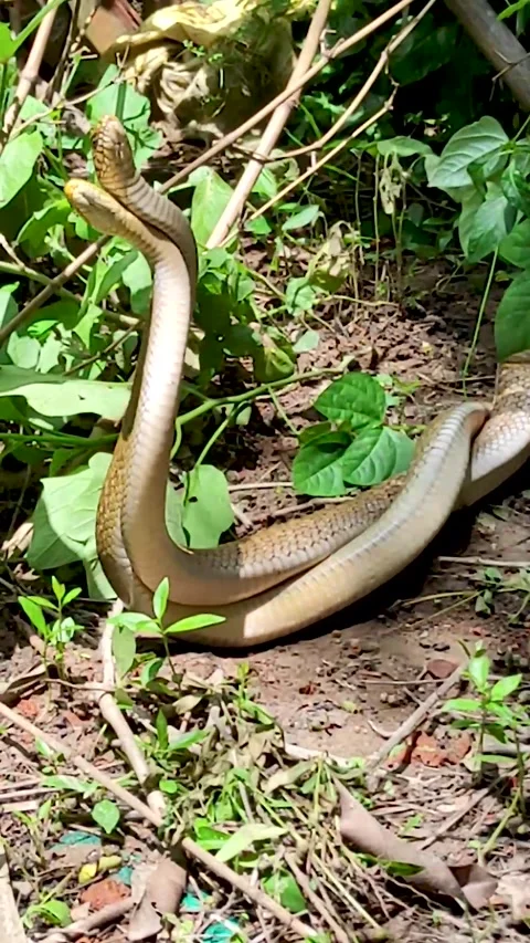 Animals and Humans Mating Stock Videos – Royalty-Free HD & 4K Videos ...