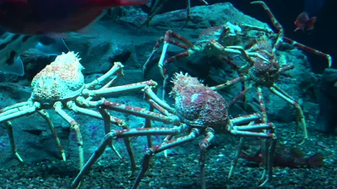 Two Japanese giant spider crabs fighting... | Stock Video | Pond5
