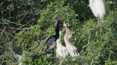 Two Bird Nest Stock Videos – Royalty-Free HD & 4K Videos