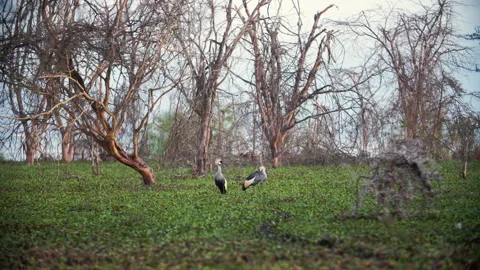 Two Kenyan Crown-Cranes standing in Keny... | Stock Video | Pond5
