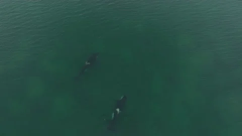 Two killer whales float on the ocean. Ae... | Stock Video | Pond5