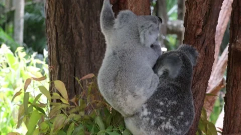 Two Koalas Sharing a Tree in Their Natur... | Stock Video | Pond5