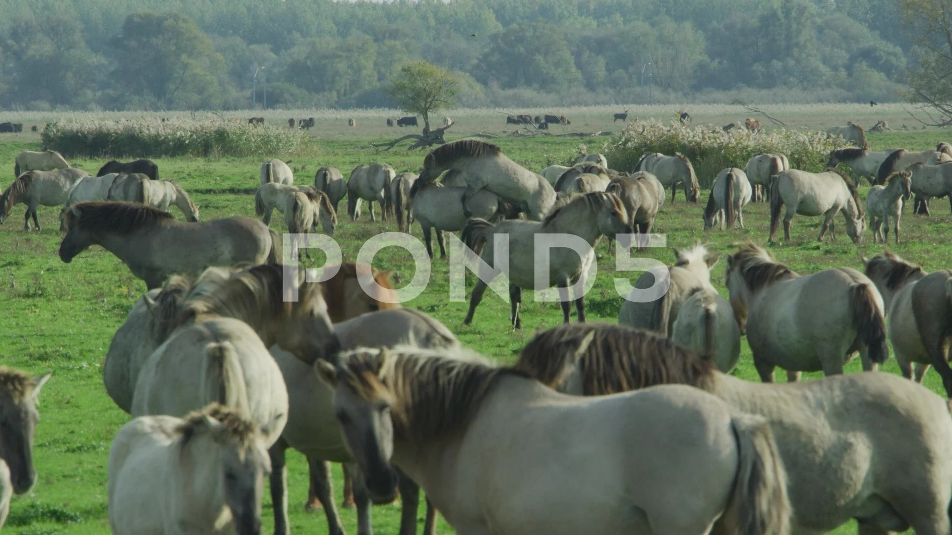 How Do Horses Mate In The Wild