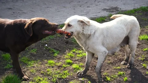 Two Dogs Licking Stock Videos – Royalty-Free HD & 4K Videos | Page 2