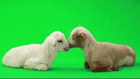 Sheep Green Screen Stock Video Footage | Royalty Free Sheep Green ...