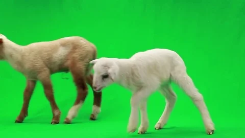 Sheep Green Screen Stock Video Footage | Royalty Free Sheep Green ...