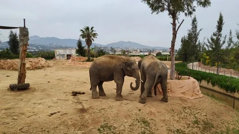 Elephant Pooping Stock Videos – Royalty-Free HD & 4K Videos