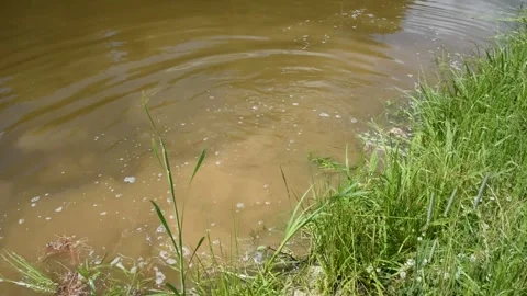 Fish Splash Water Stock Video Footage | Royalty Free Fish Splash Water ...