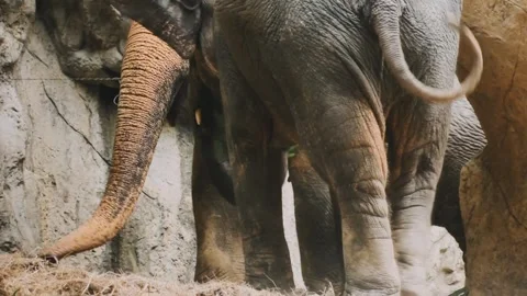 Two large land mammals, Asian elephants,... | Stock Video | Pond5