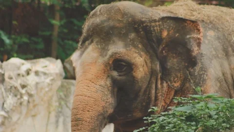 Two large land mammals, Asian elephants,... | Stock Video | Pond5