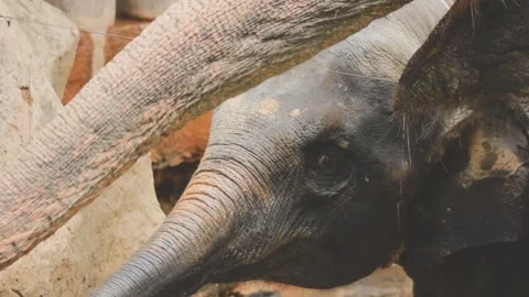 Two large land mammals, Asian elephants,... | Stock Video | Pond5