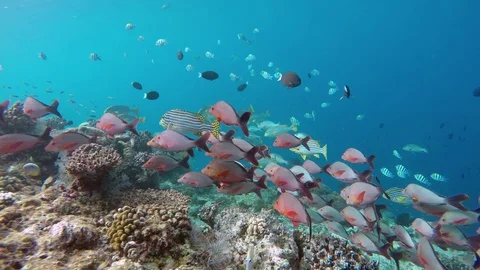 Red Fish Stock Footage ~ Royalty Free Stock Videos | Pond5