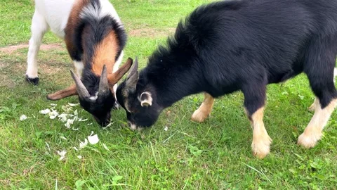 Two little baby goats eat green grass in... | Stock Video | Pond5